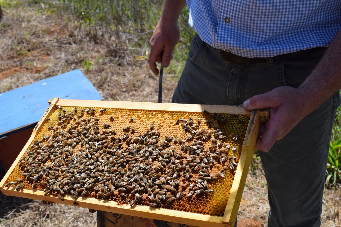 GVMA | Georgia Bees: Rx and VFDs for Honeybee Owners